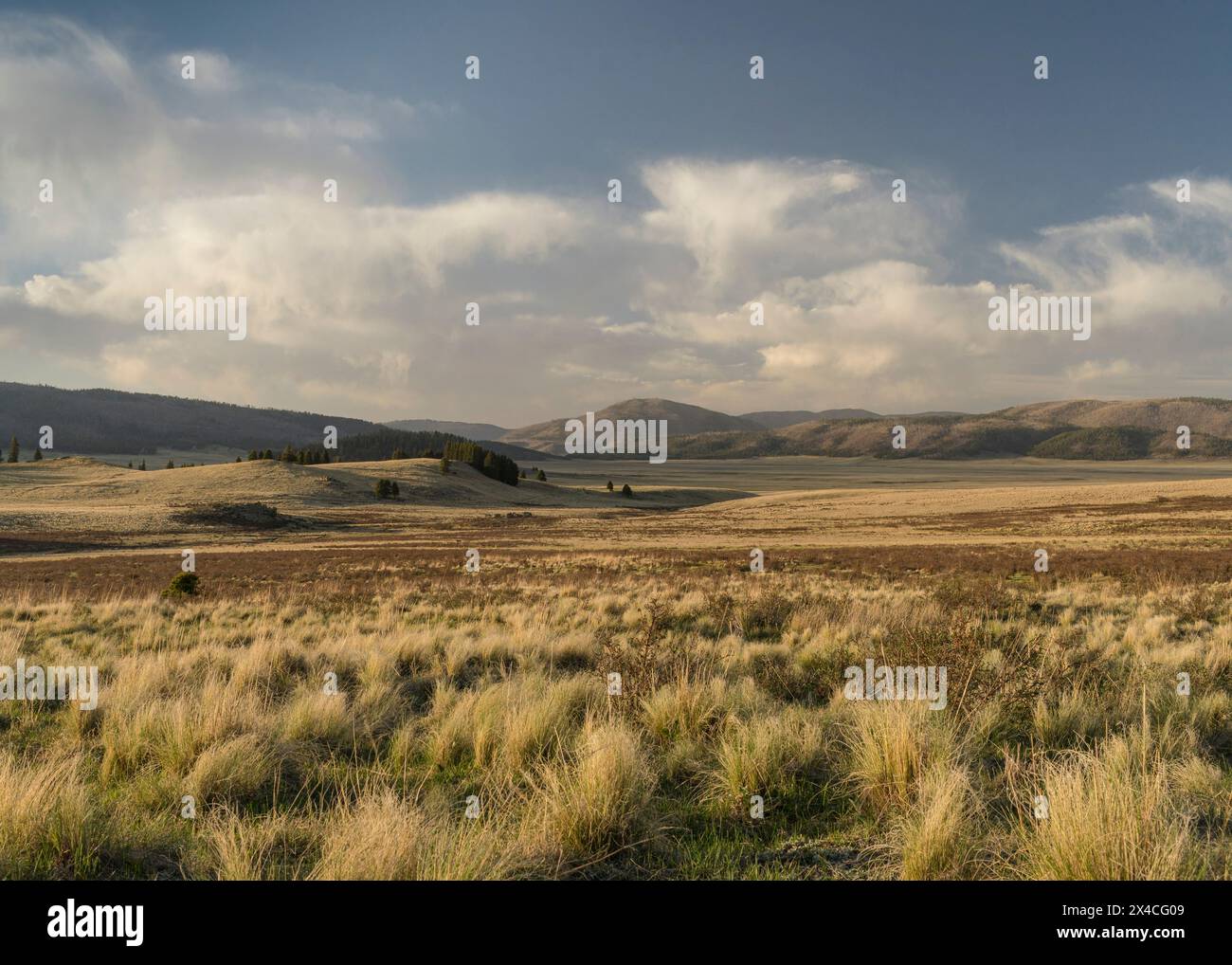 Valles Caldera National Preserve volcanic grasslands, New Mexico Stock ...