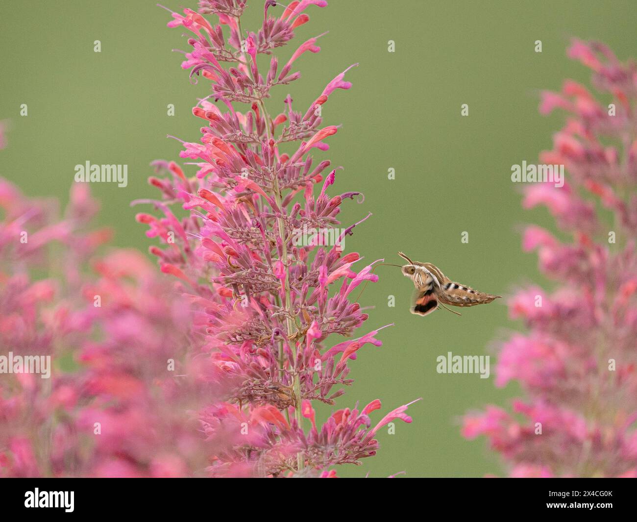 White-lined Sphinx moth pollinating the agastache flowers Stock Photo ...