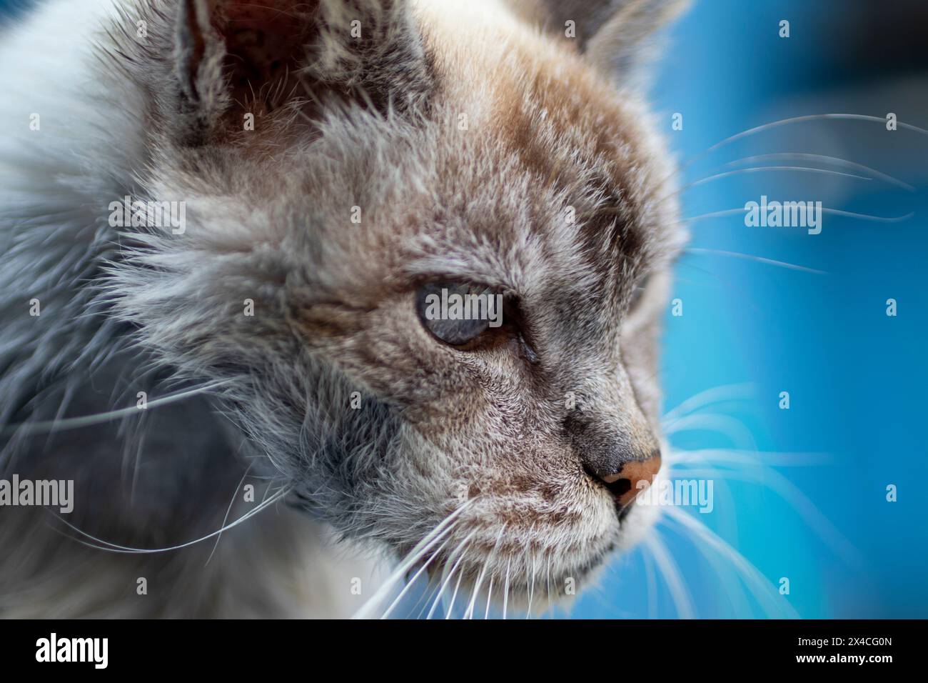 Cat, Blue eyed cat, domestic animal, Brown fur cat Stock Photo - Alamy