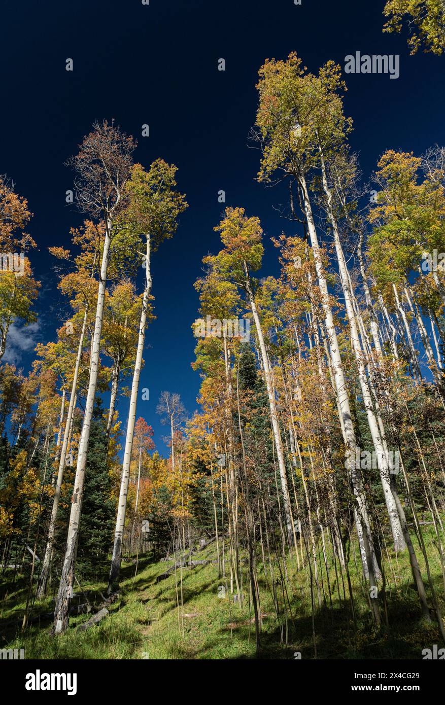 Aspen trees with fall color, Santa Fe National Forest, New Mexico Stock ...
