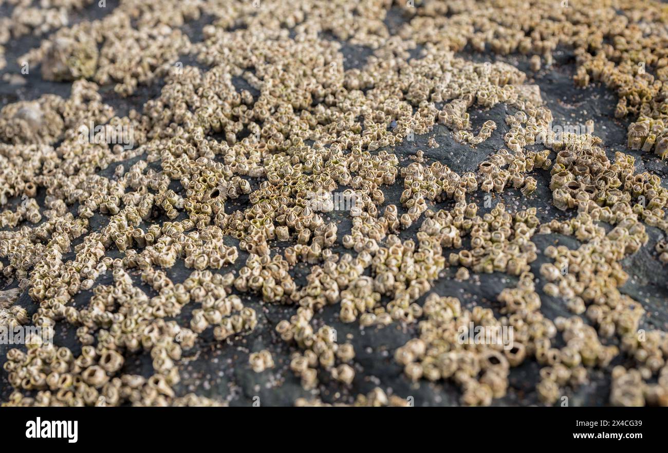 Surface of a rock hi-res stock photography and images - Alamy