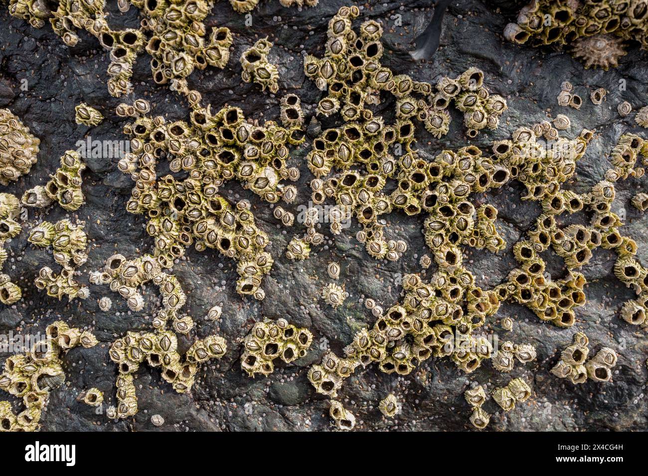 Surface of a rock hi-res stock photography and images - Alamy