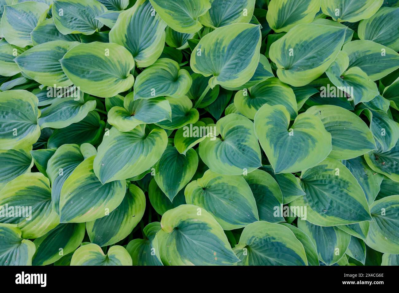 Hosta gardens hi-res stock photography and images - Alamy