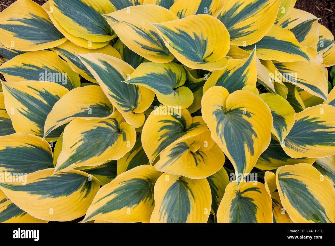 Hosta gardens hi-res stock photography and images - Alamy