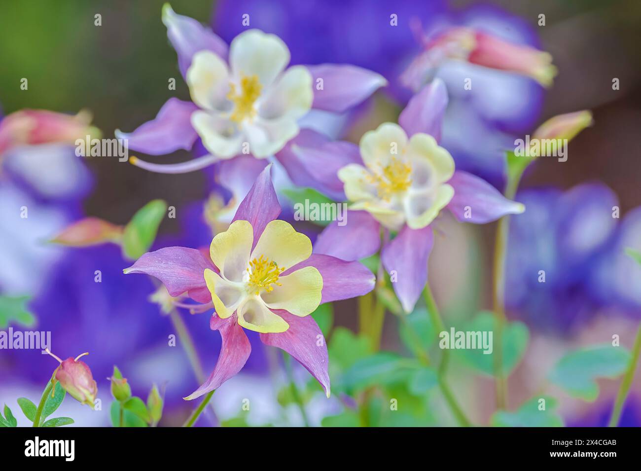 USA, Oregon, Salem. Schreiner's Iris Gardens columbine flowering Stock ...