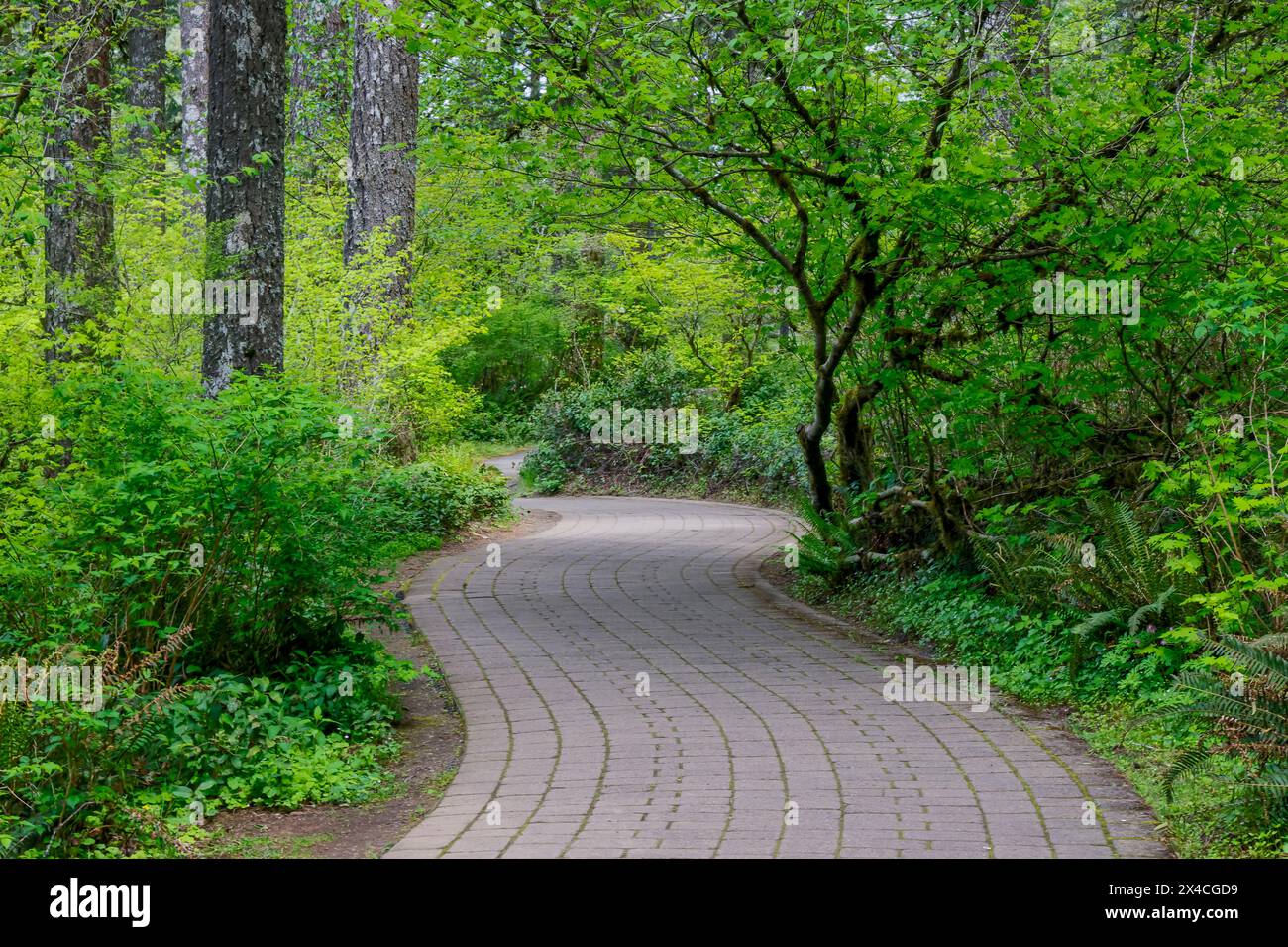 USA, Oregon, Silver Fall State Park and path to South Falls Stock Photo ...
