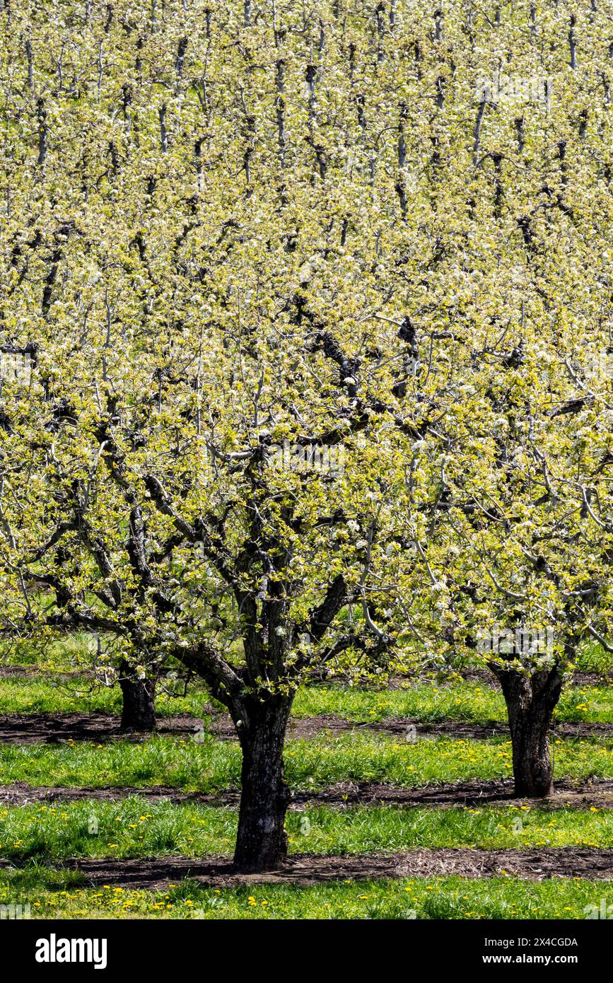 USA, Oregon, Hood River springtime and blooming apple trees in orchard ...