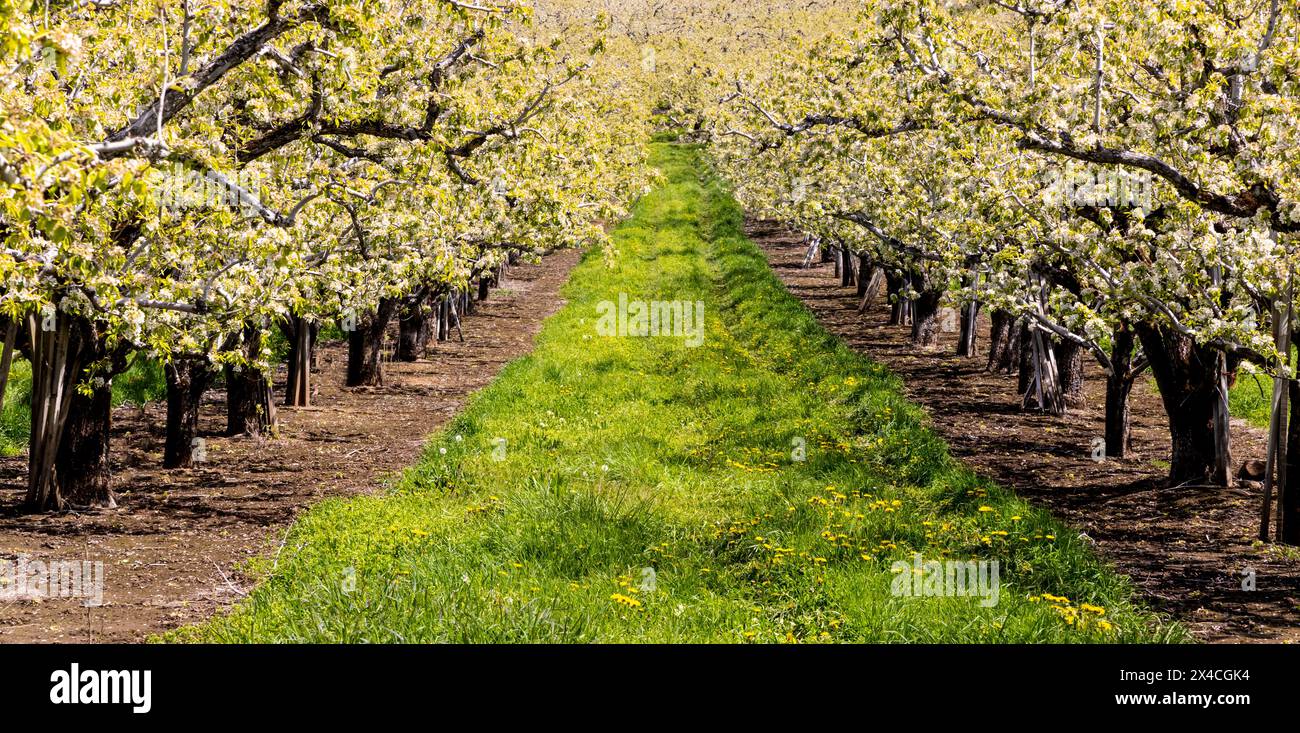 Blooming orchard apple trees hi-res stock photography and images - Alamy