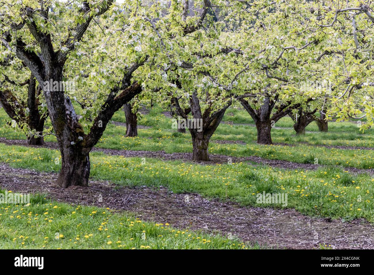 Blooming orchard apple trees hi-res stock photography and images - Alamy