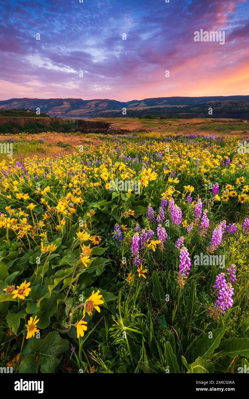 Wildflowers at Tom McCall Preserve, Columbia River Gorge National ...