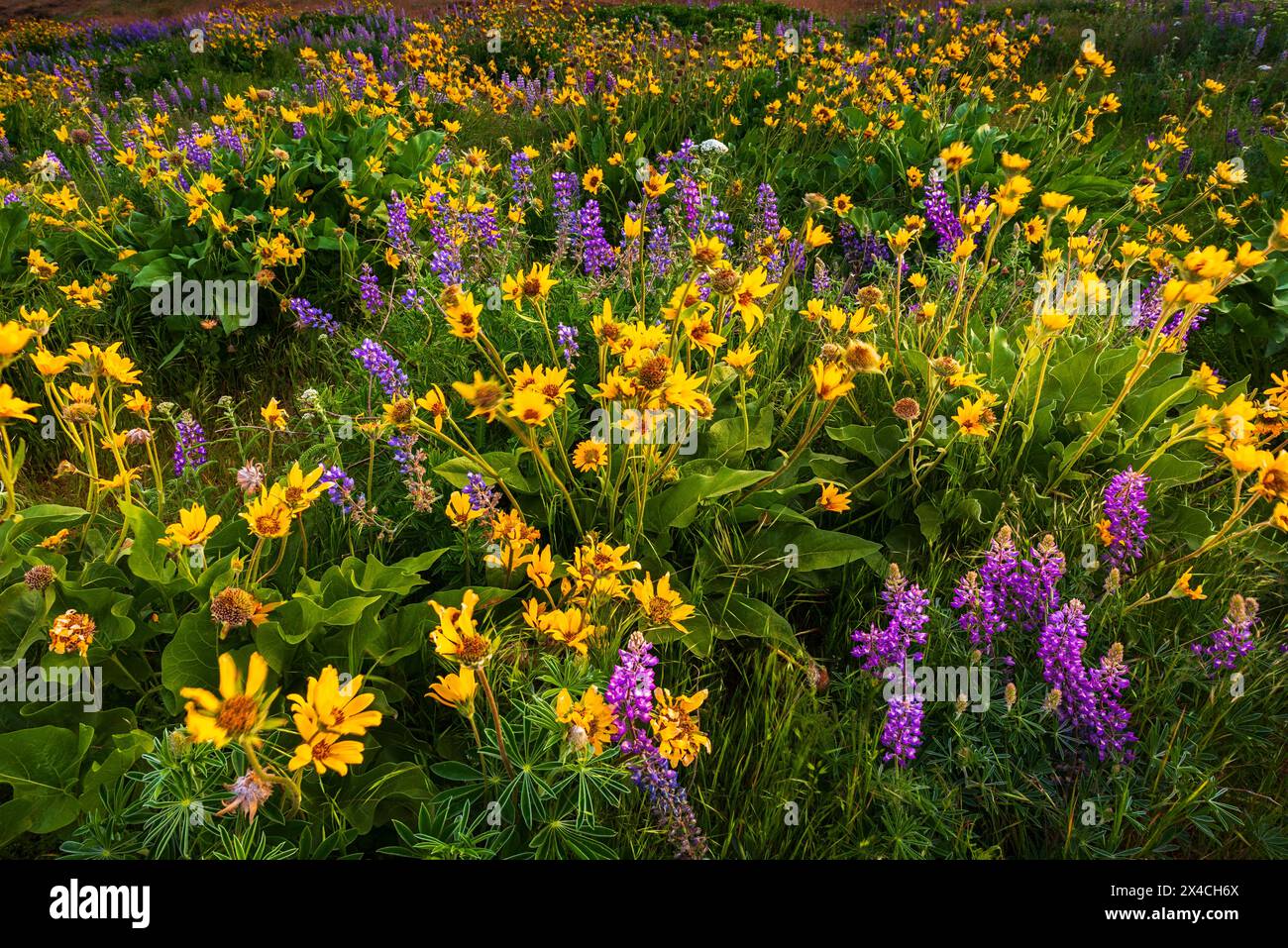 Wildflowers at Tom McCall Preserve, Columbia River Gorge National ...