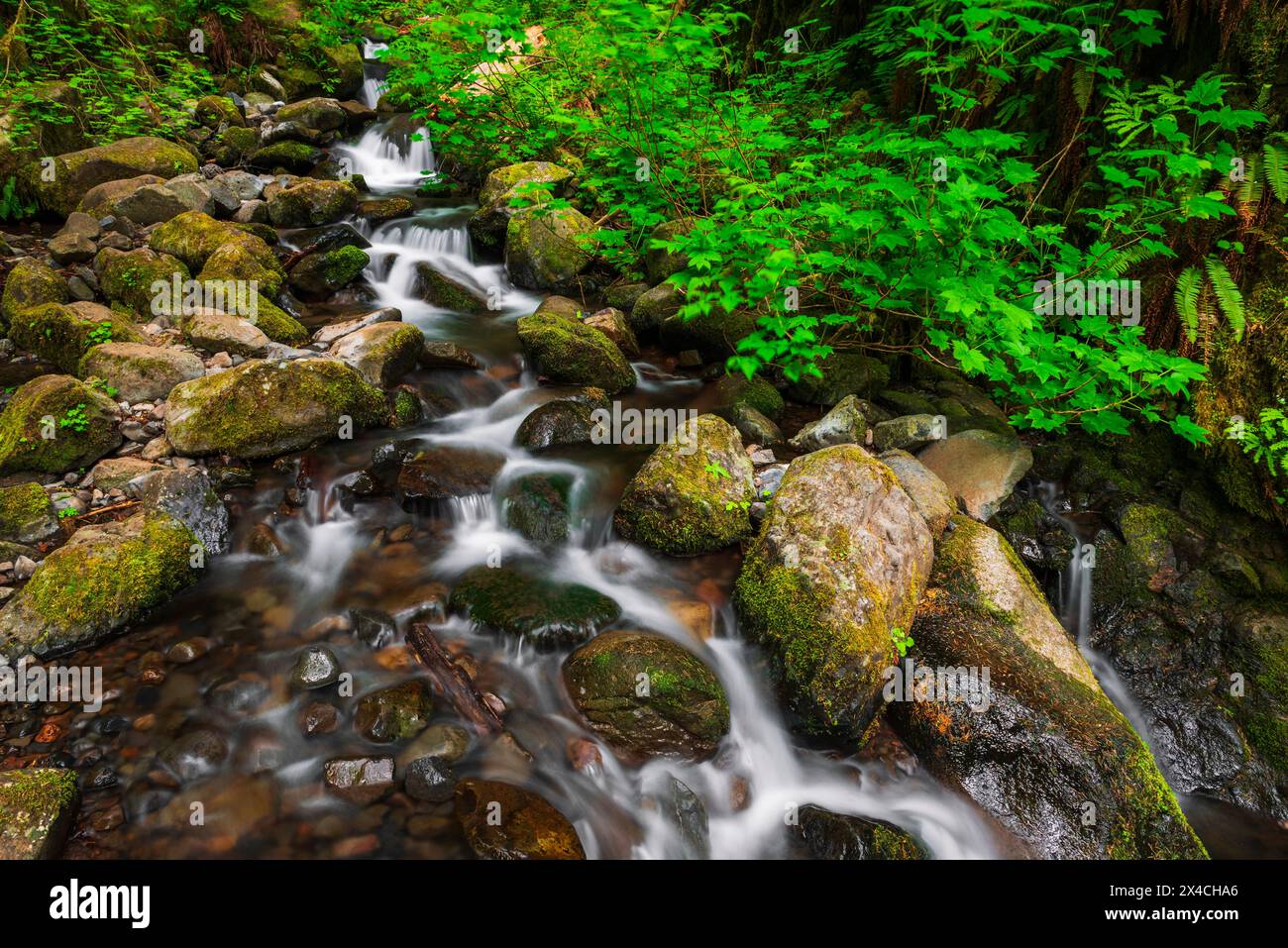 Cascade on the Eagle Creek Trail, Columbia River Gorge National Scenic ...