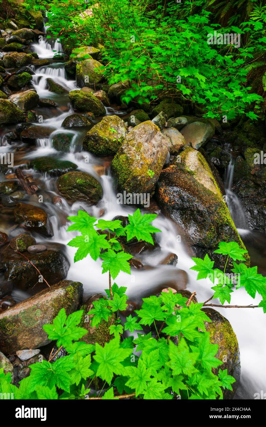 Cascade on the Eagle Creek Trail, Columbia River Gorge National Scenic ...