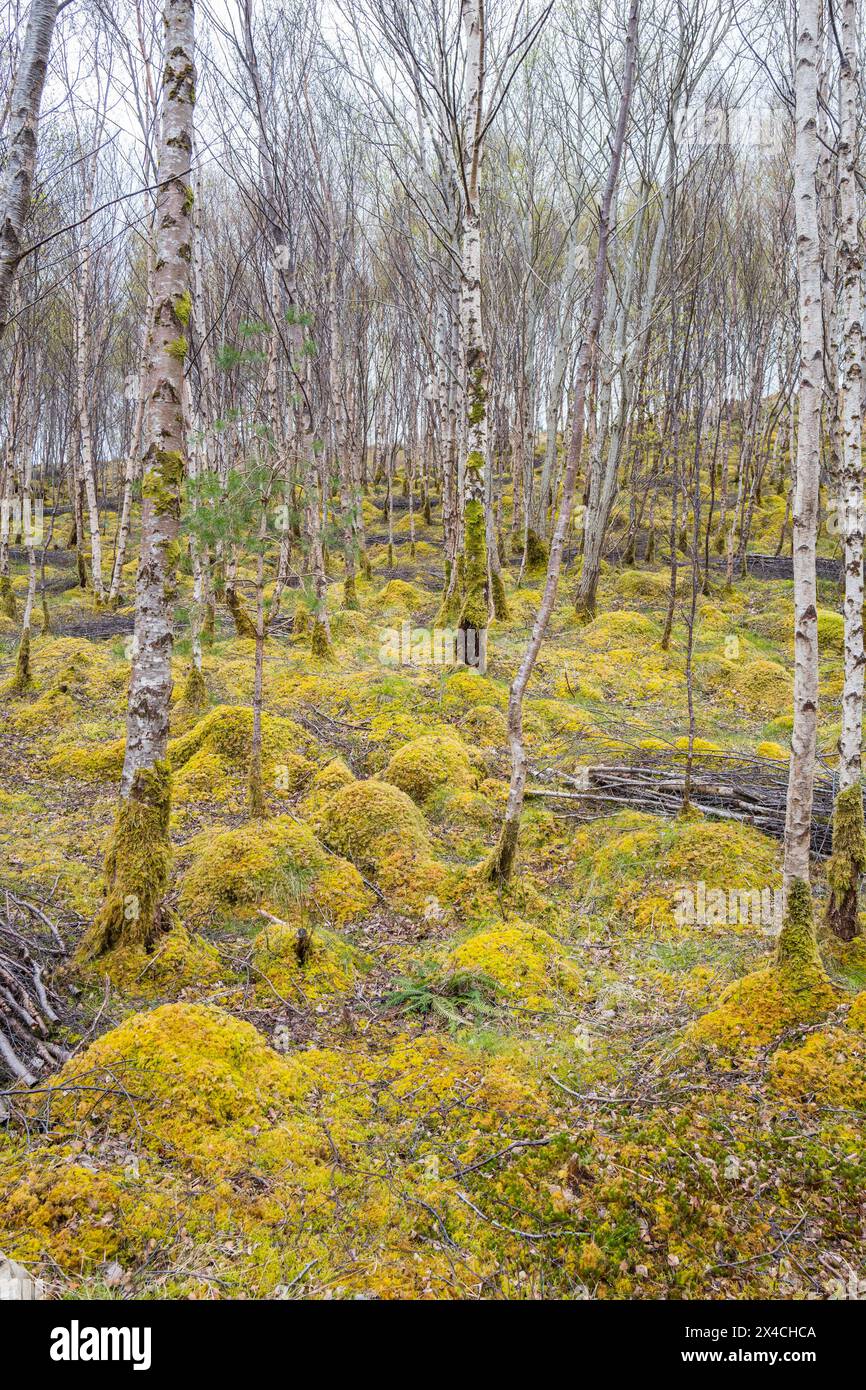 Sagina subulata 'Aurea or Scotch Moss covered rocks and Silver Birch ...