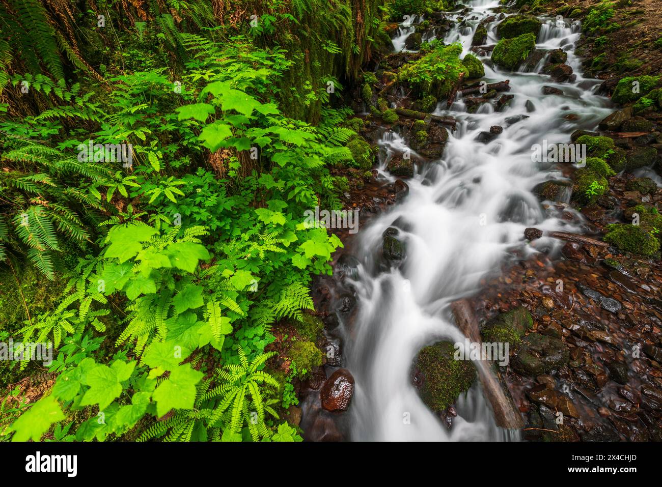 Cascade on Wahkeena Creek, Columbia River Gorge National Scenic Area ...