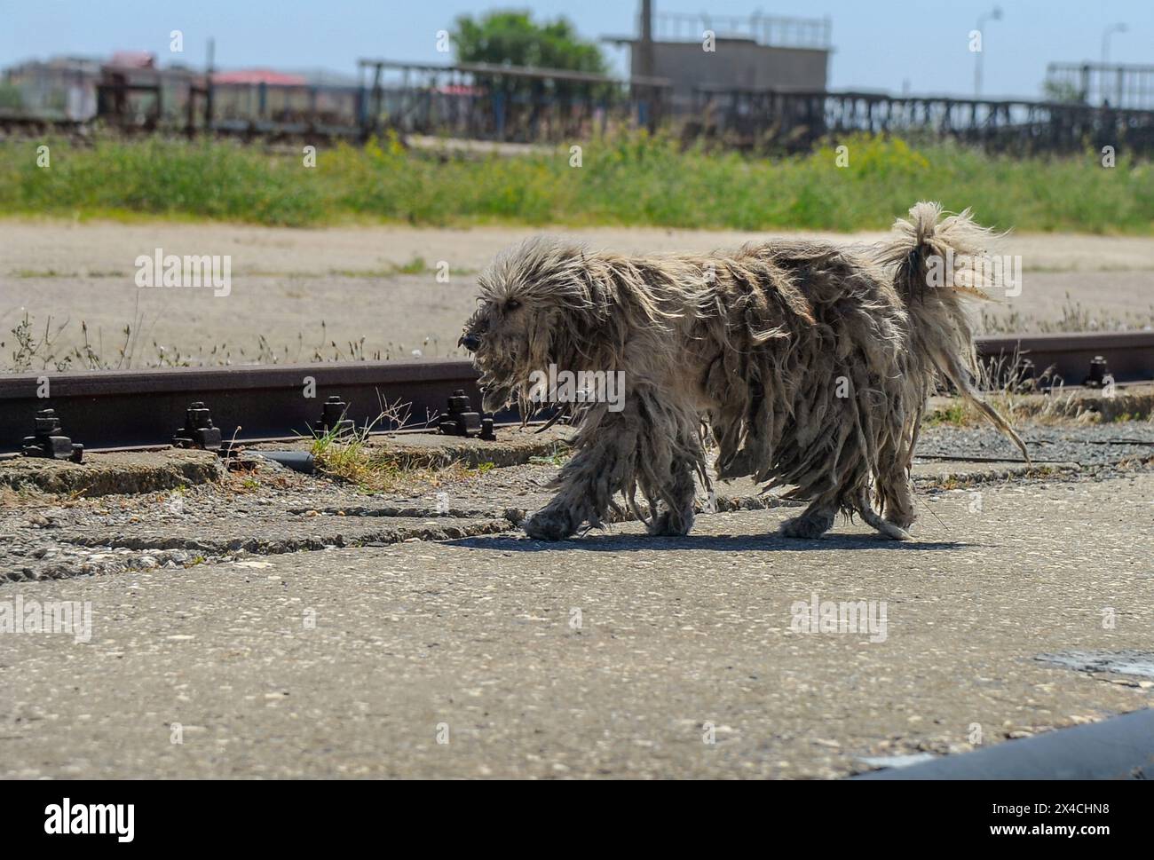 Big grey dirty and woolly dog with fur hanging down Stock Photo - Alamy