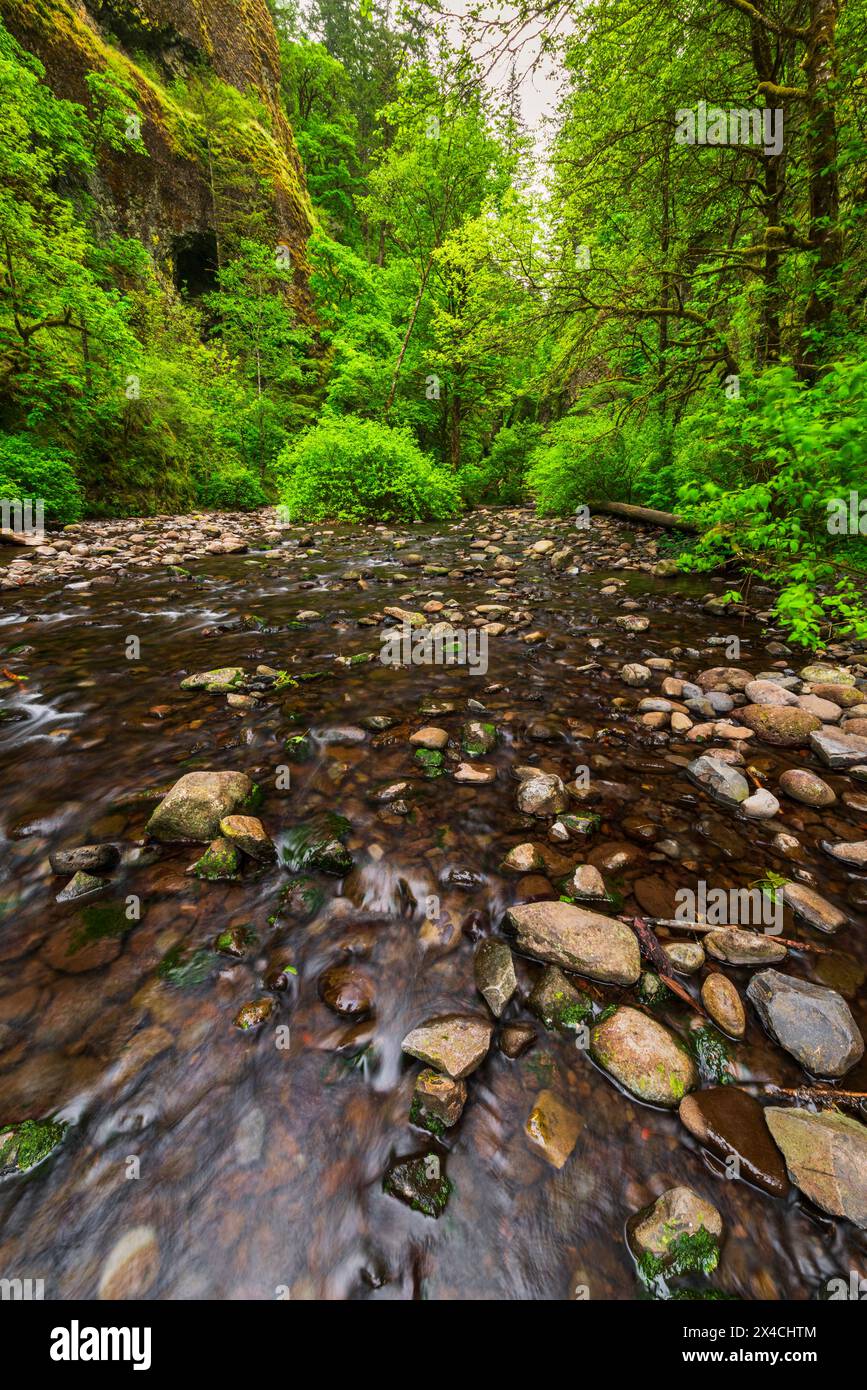 Oneonta Gorge, Columbia River Gorge National Scenic Area, Oregon, USA ...