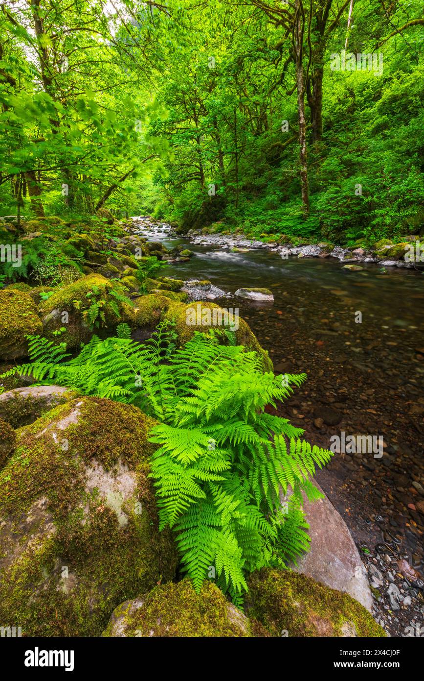 Tanner Creek, Columbia River Gorge National Scenic Area, Oregon, USA ...