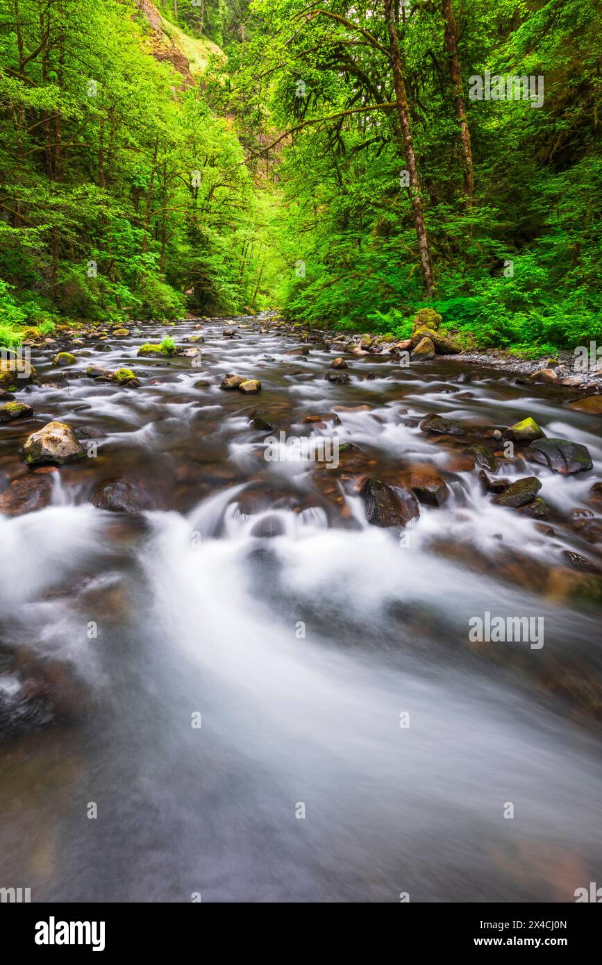 Tanner Creek, Columbia River Gorge National Scenic Area, Oregon, USA ...