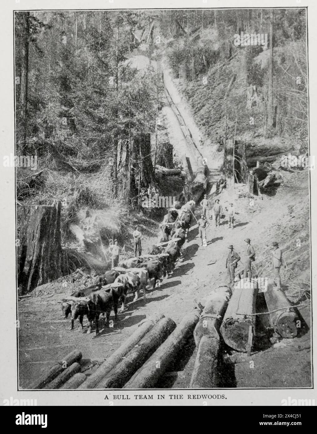 Lumber industry 19th century hi-res stock photography and images - Alamy