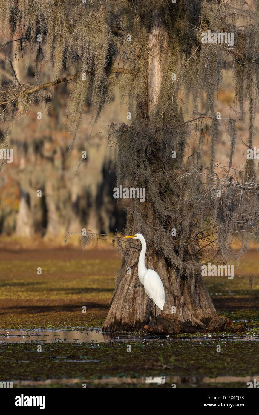 USA, Texas, Caddo Lake, cypress trees in autumn color with great egret ...