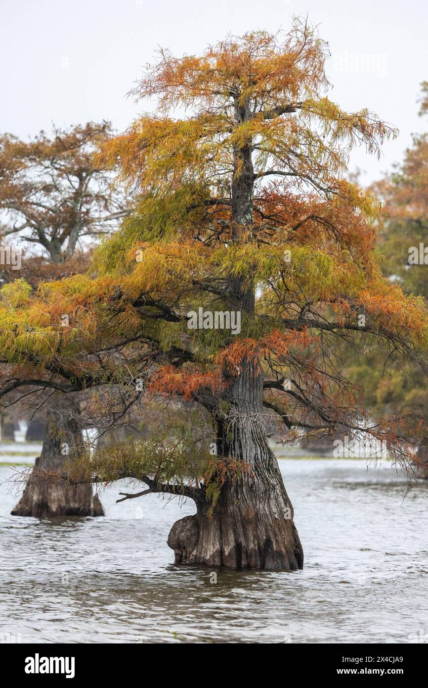 USA, Texas. Caddo Lake and cypress trees in autumn color Stock Photo ...