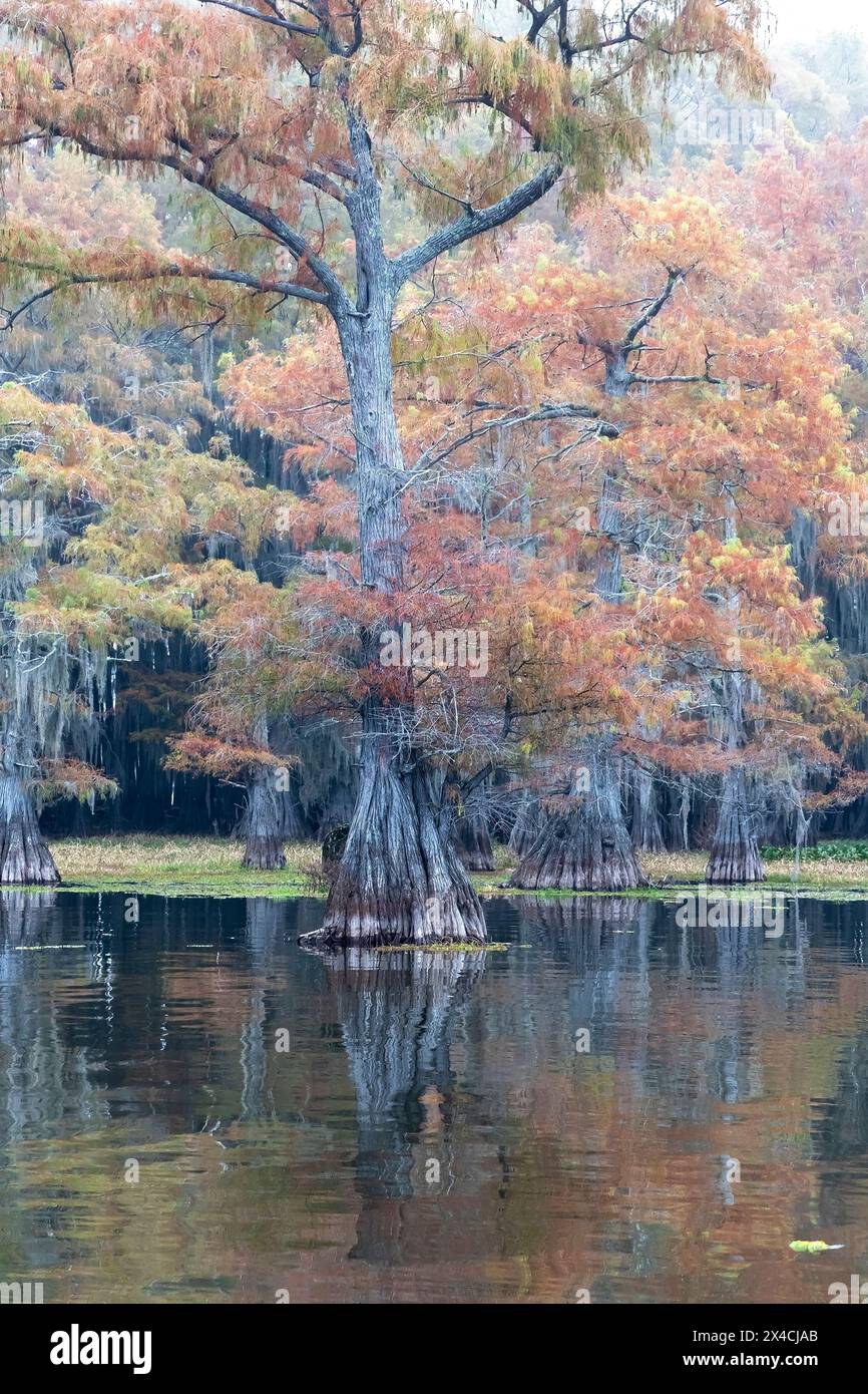 Cypress trees in texas hi-res stock photography and images - Alamy