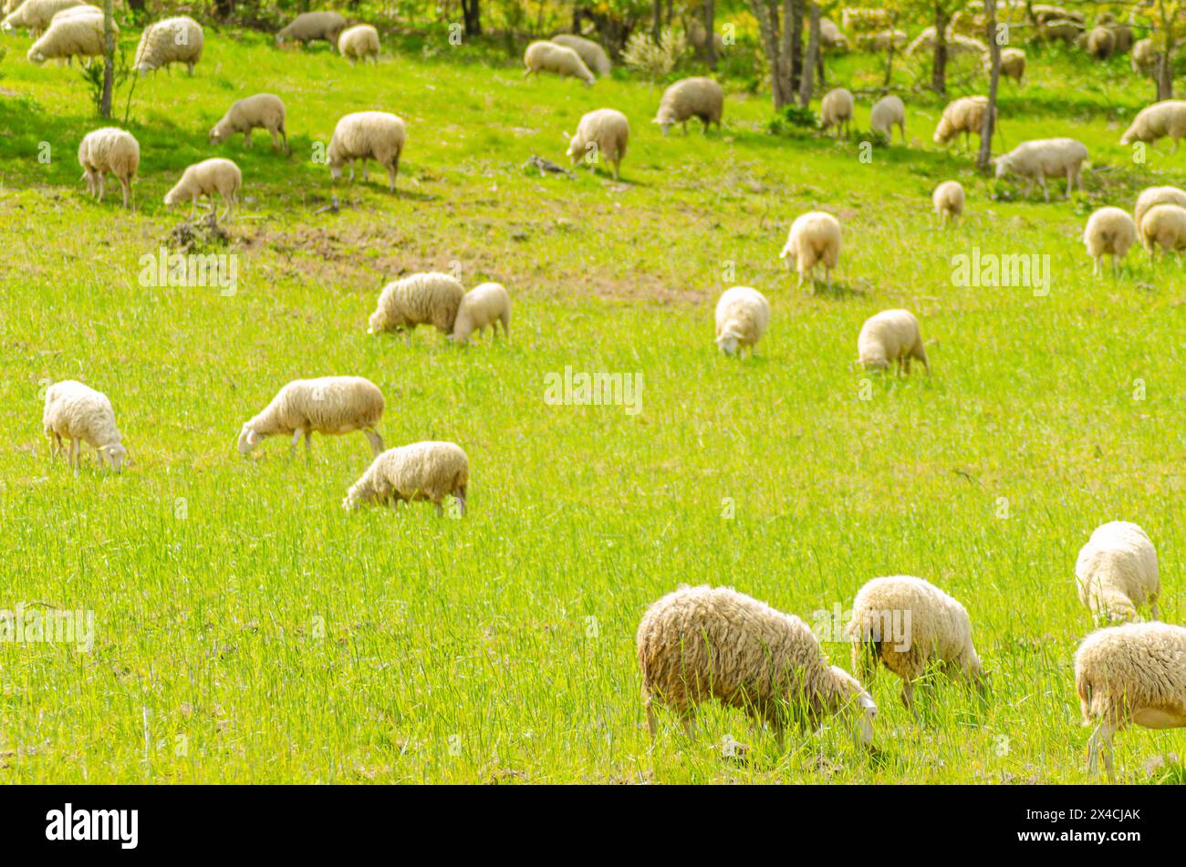 Herd sheep grazing in grassy hi-res stock photography and images - Alamy