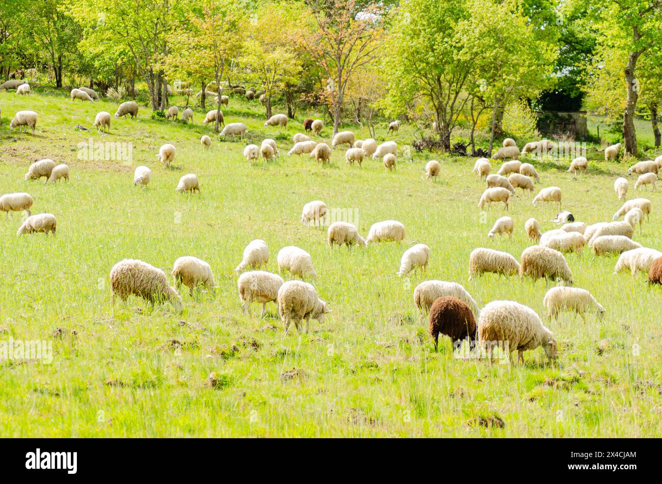 Grassy field herd sheep hi-res stock photography and images - Alamy