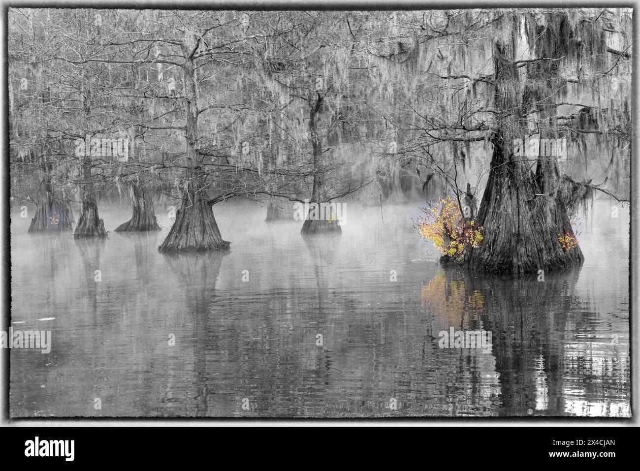 USA, Texas. Caddo Lake and cypress trees in autumn color in the fog ...