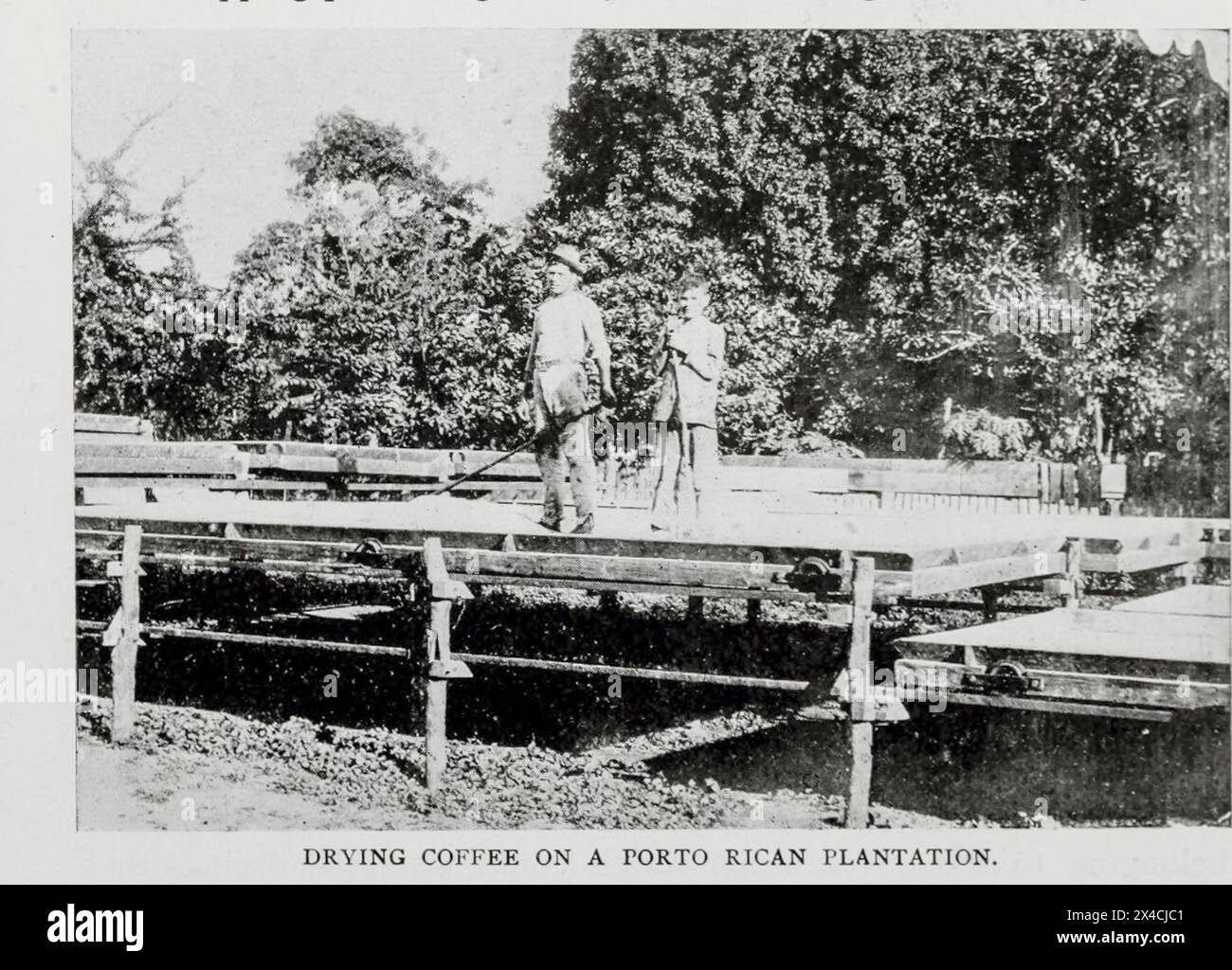 DRYING COFFEE BEANS ON A PORTO RICAN PLANTATION. from the Article THE ...