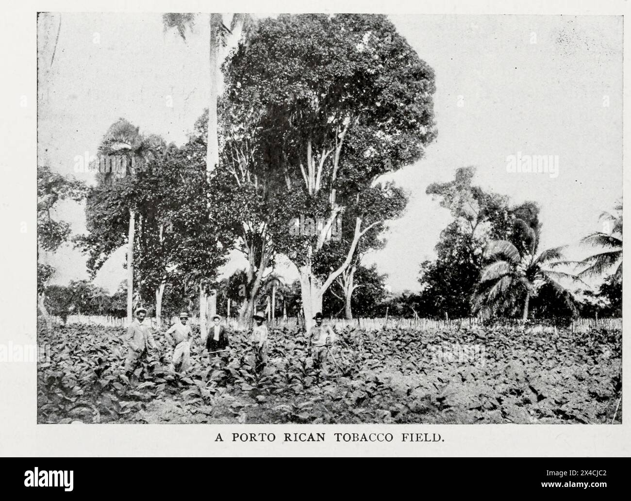 A Porto Rican Tobacco Field from the Article THE EXPLOITATION OF ...