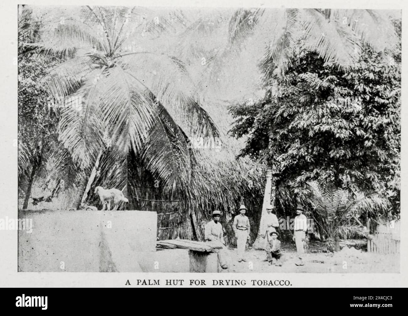 Palm hut for drying Tobacco from the Article THE EXPLOITATION OF ...