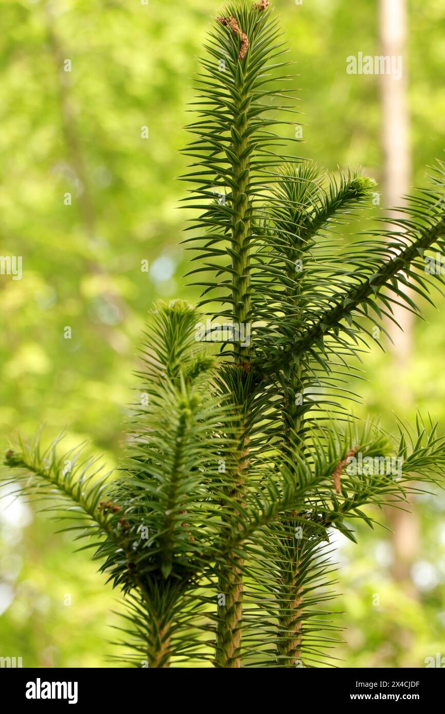 Kunninghamia Lanceolata or Chinese Fir tree Stock Photo - Alamy