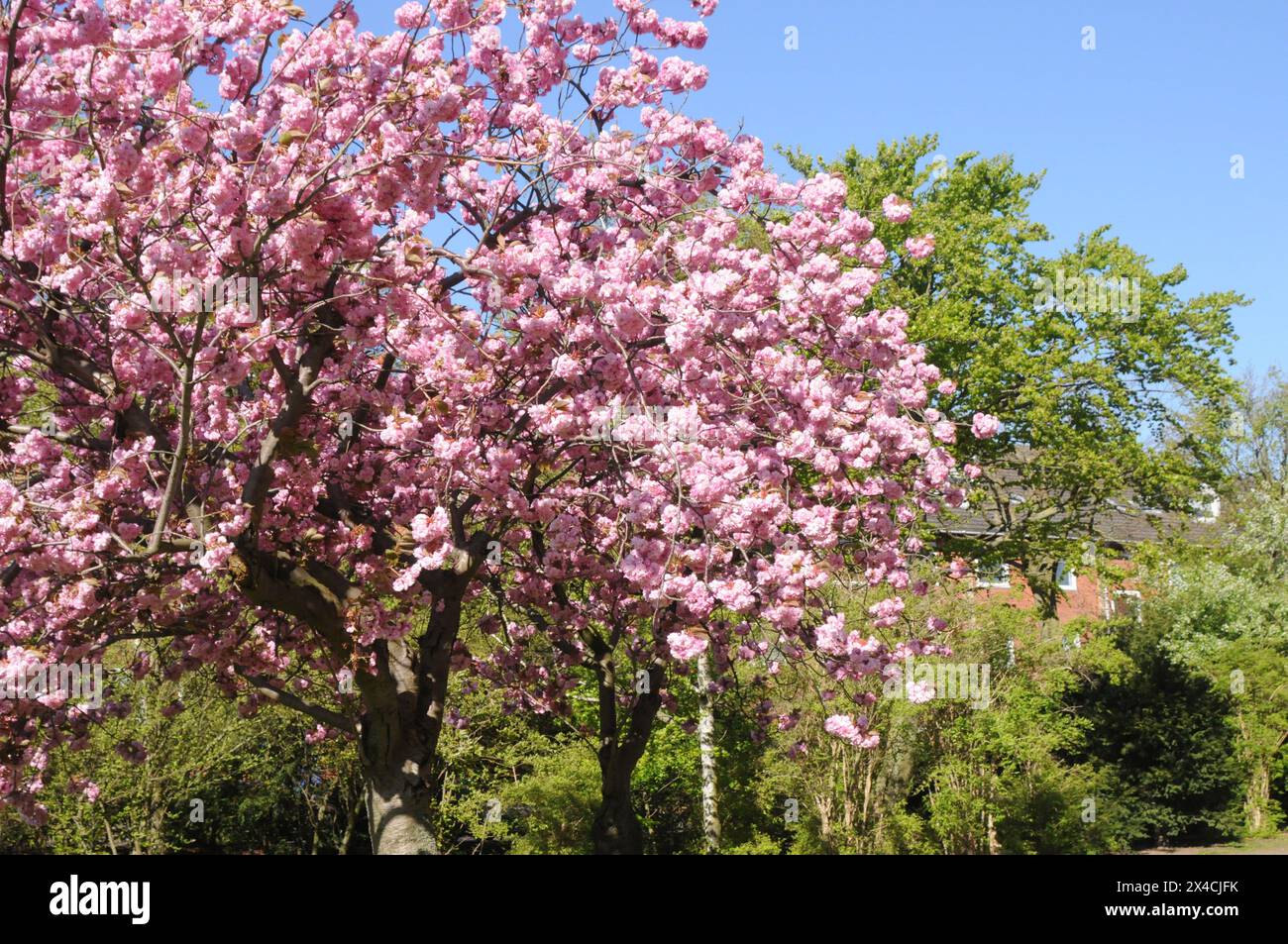 Copenhagen/ Denmark/02 May 2024 /Springs blooms in danish capital ...