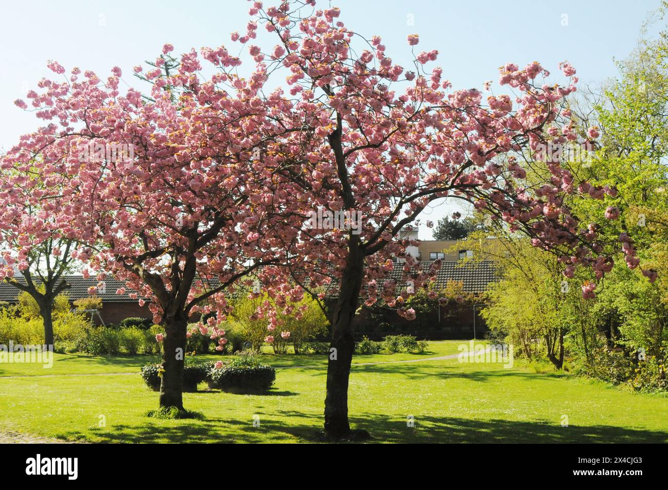 Copenhagen/ Denmark/02 May 2024 /Springs blooms in danish capital ...