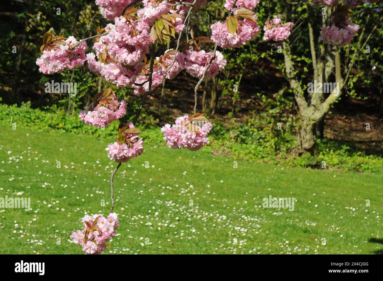 Copenhagen/ Denmark/02 May 2024 /Springs blooms in danish capital ...