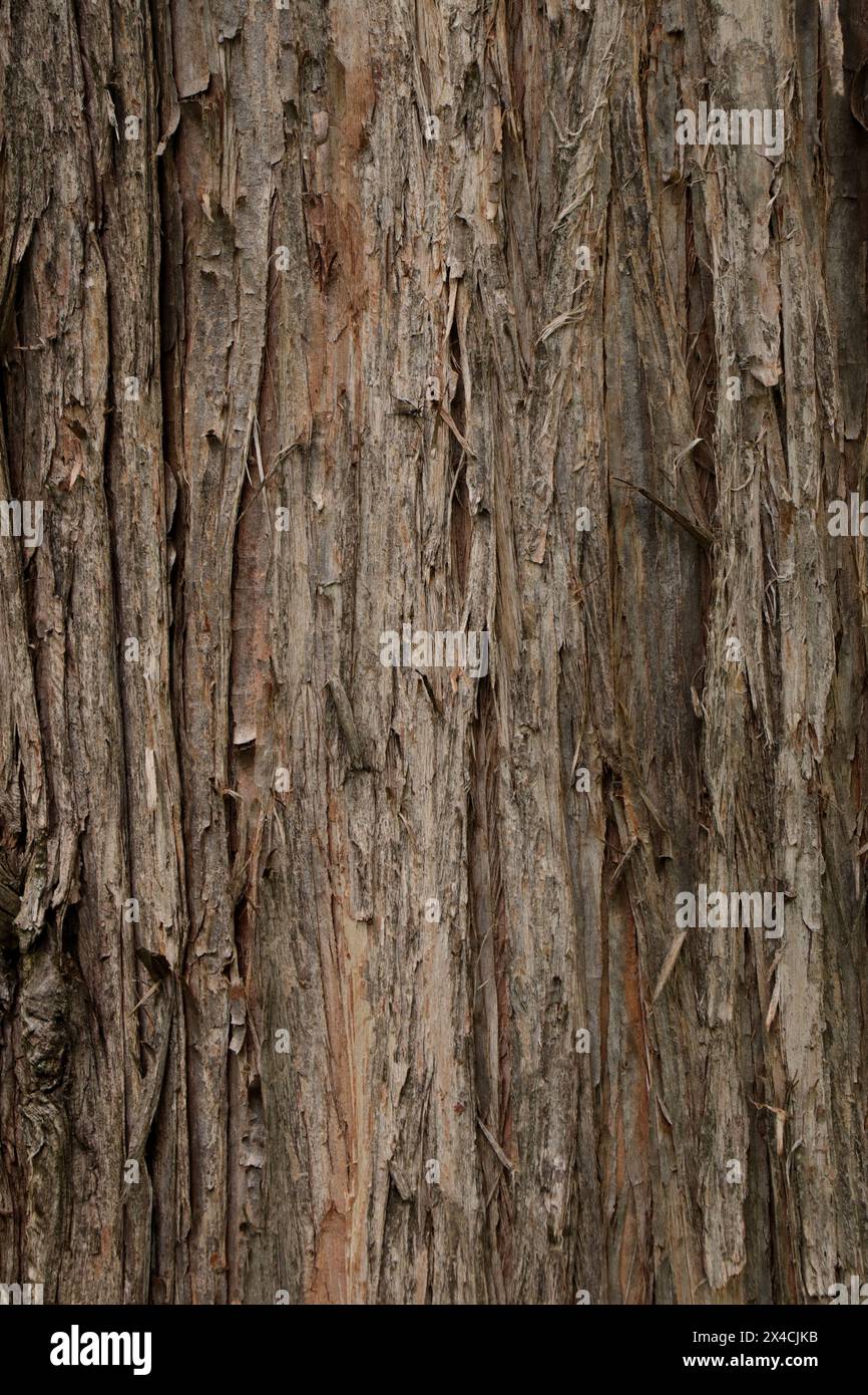 Bark tree Metasequoia glyptostroboides or Dawn Redwood Stock Photo - Alamy