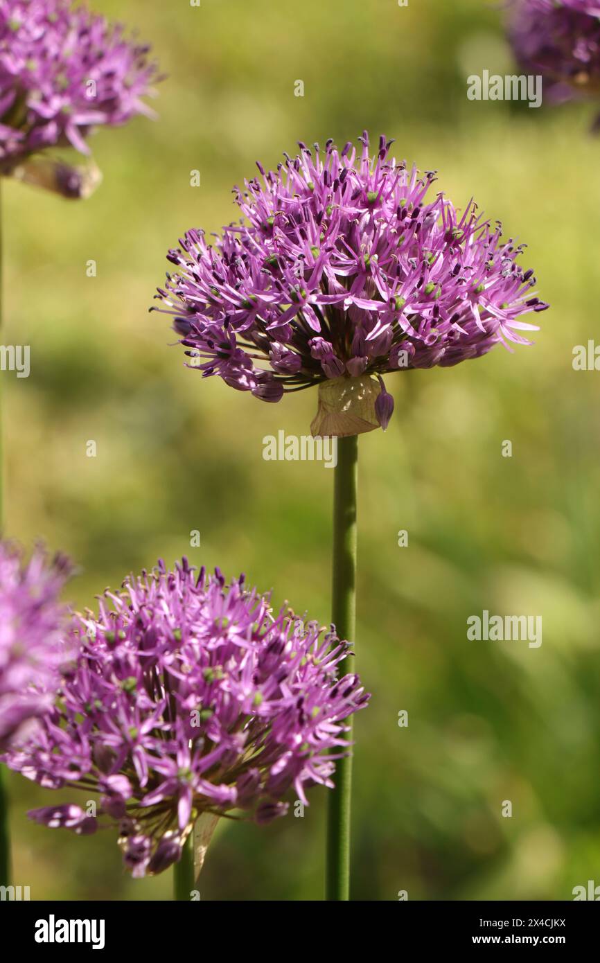 Blooming a Allium aflatunense or Ornamental Onion Stock Photo - Alamy