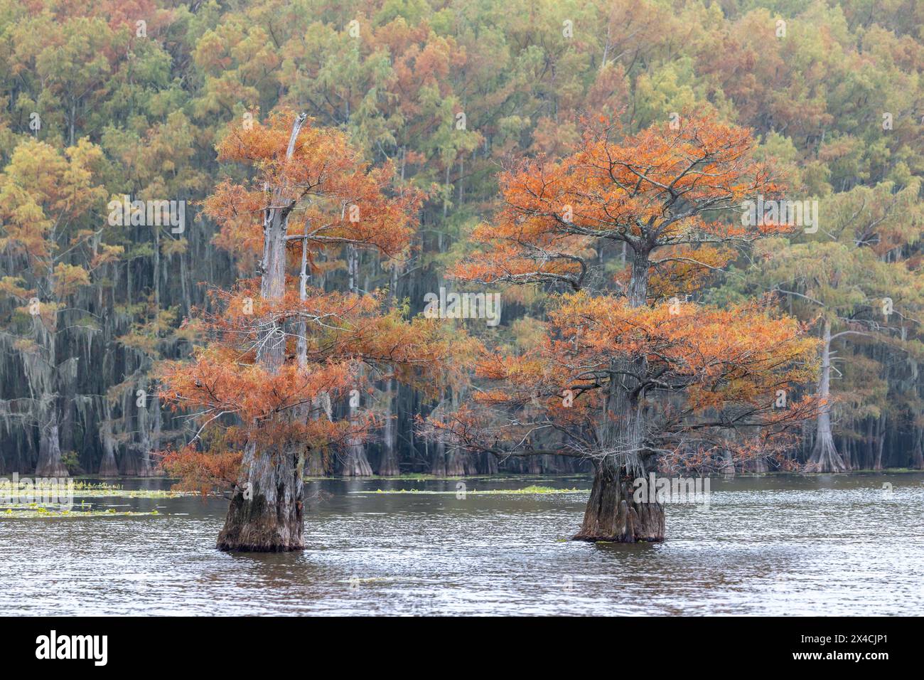 USA, Texas. Caddo Lake and cypress trees in autumn color Stock Photo ...