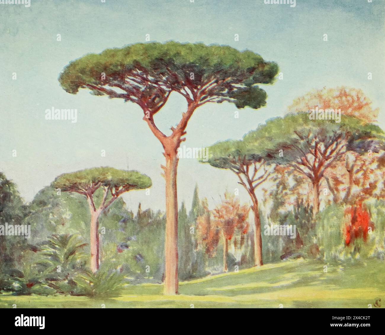 Rock Pines in the Grounds of the Villa Floridiana, on the Vomero ...