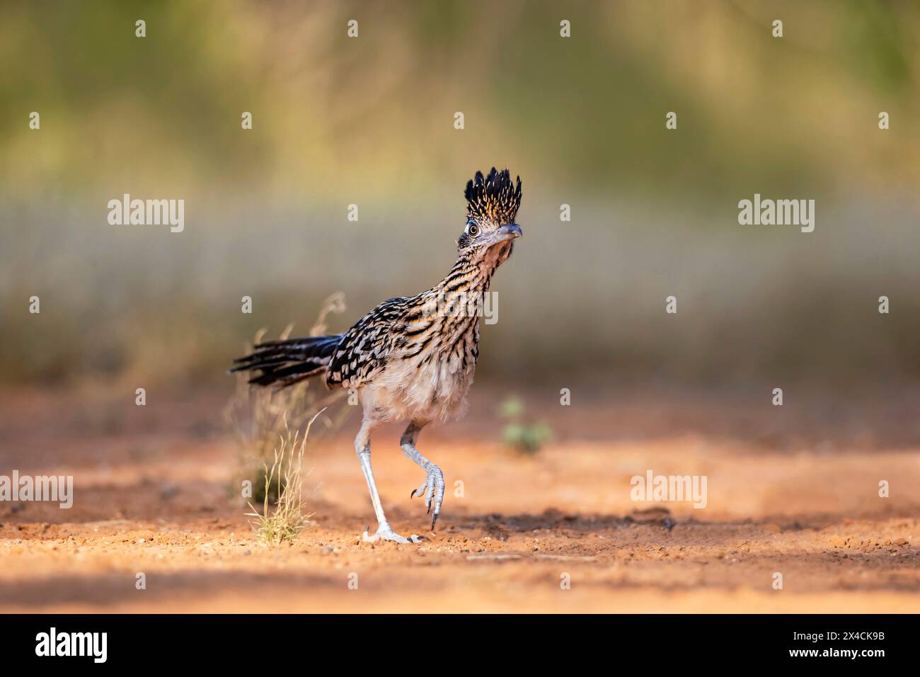 USA, Texas, Starr County. Santa Clara Ranch, greater roadrunner on the ...
