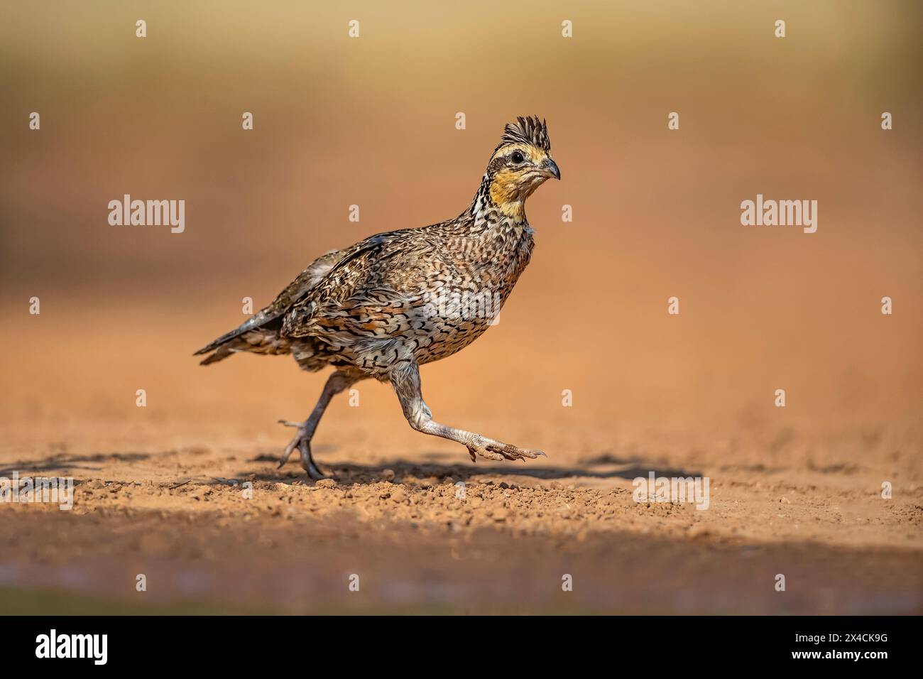 USA, Texas, Starr County. Santa Clara Ranch, northern bobwhite quail ...