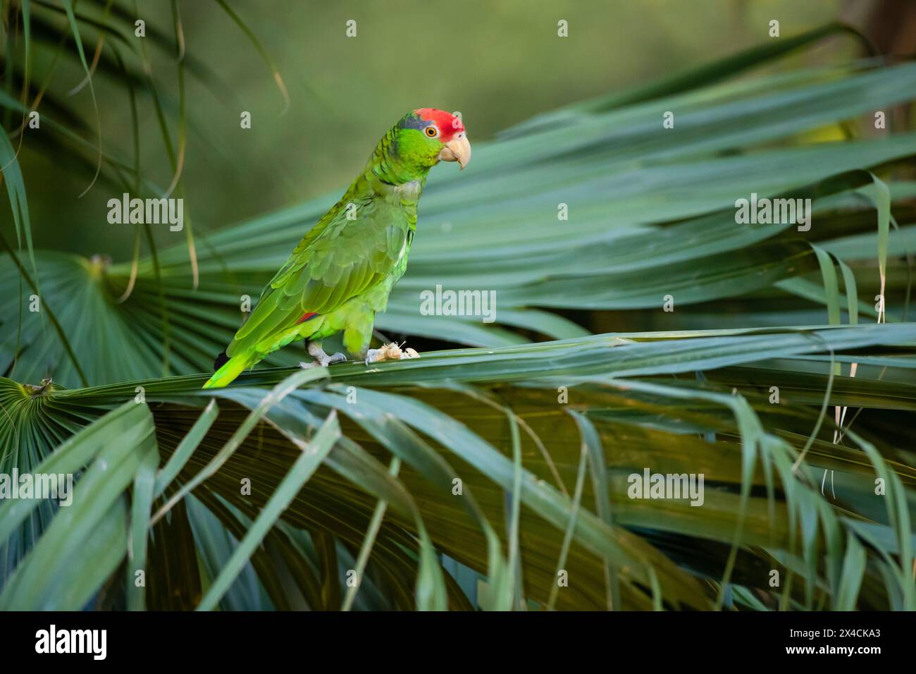 USA, Texas, Cameron County. Red-crowned parrot in palm tree Stock Photo ...