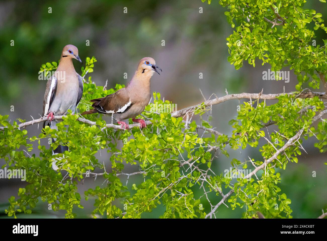 USA, Texas, Cameron County. White-winged dove calling Stock Photo - Alamy