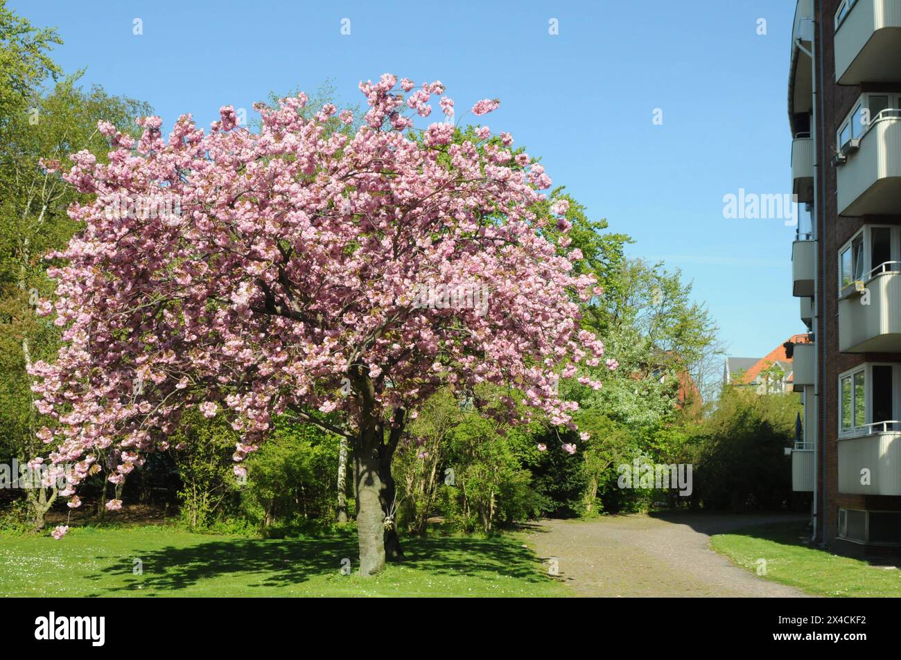 Copenhagen/ Denmark/02 May 2024 /Springs blooms in danish capital ...