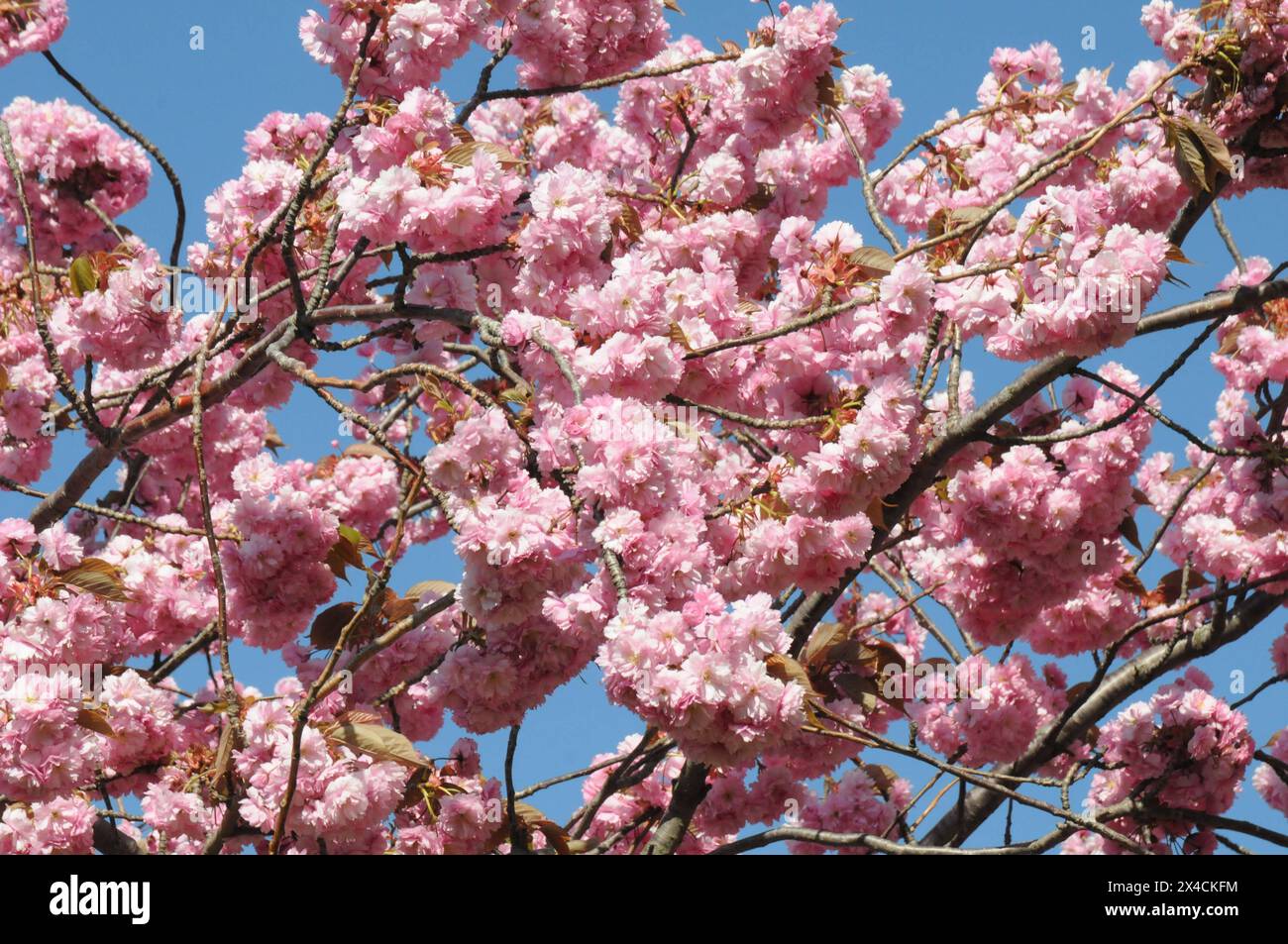 Copenhagen/ Denmark/02 May 2024 /Springs blooms in danish capital ...