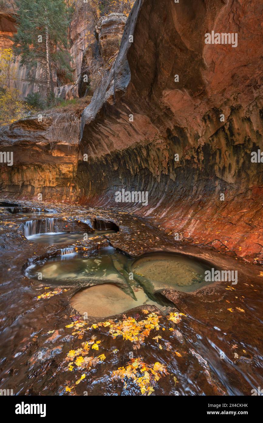Emerald green pools in The Subway, Left Fork of North Creek, Zion National Park, Utah Stock ...