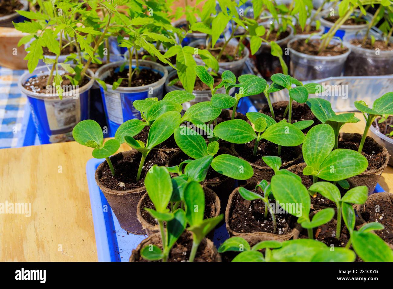 Planting zucchini seedlings are ready in garden is now possible Stock ...