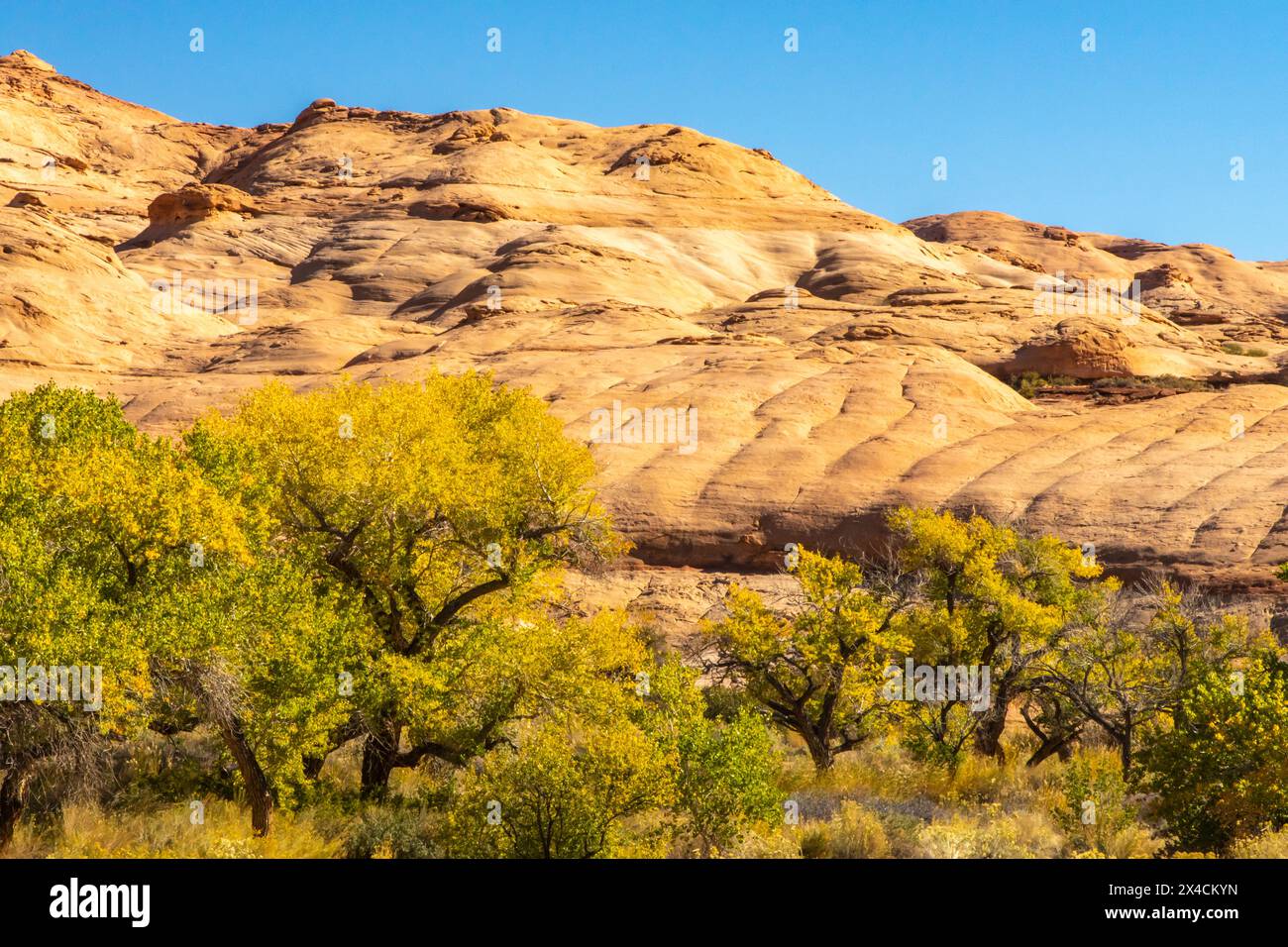 USA, Utah, Glen Canyon National Recreation Area. Rocky cliff with trees ...